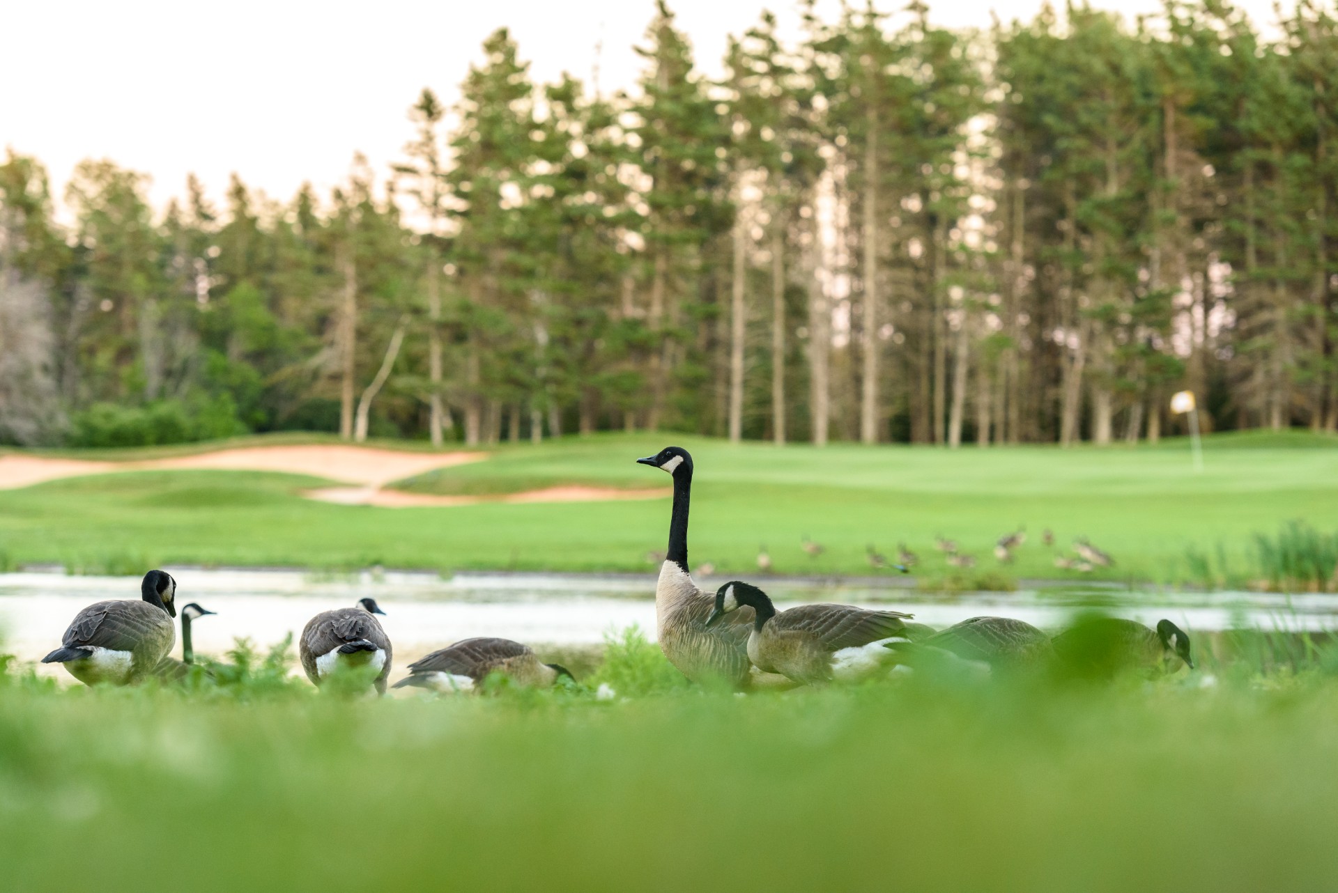 Green Gables Golf Course - Golf PEI